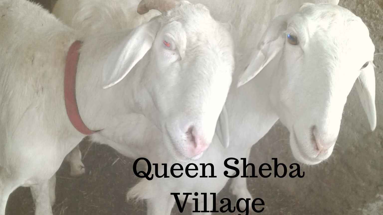 Raising Animals Halal Standards