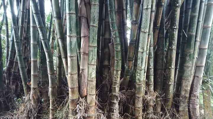 PHILIPPINES: Bamboo's Rise as the Eco-Friendly Building Block