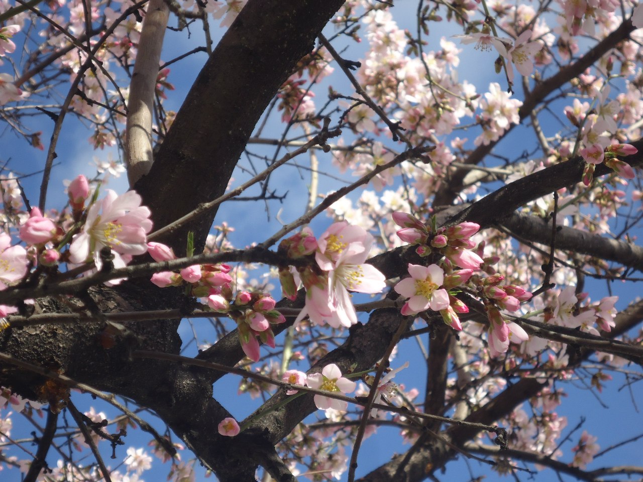 Flower God, God Of The Spring