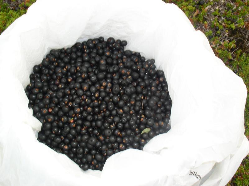 Berry picking in Kivalina, Alaska