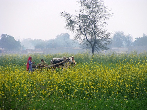 Sindhi Topi (traditional cap)